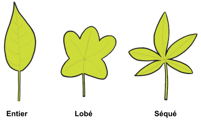 Lexique – Au fil des plantes de l'ISPB